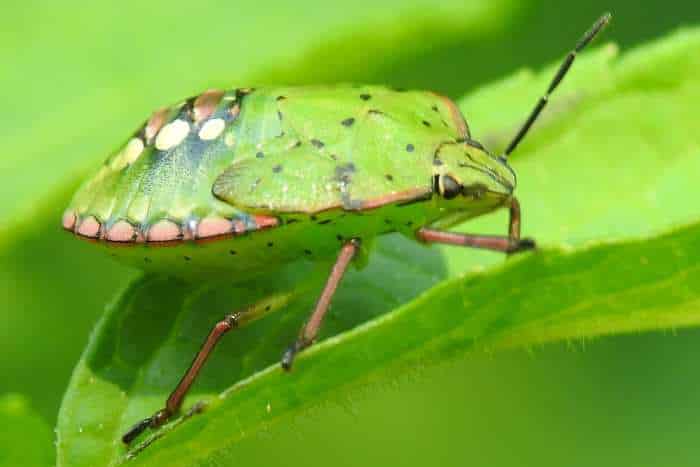 Cimici verdi in casa: Cause e rimedi naturali