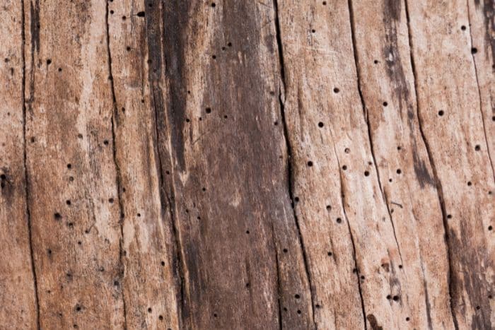Tarli del legno: I rimedi naturali per eliminarli