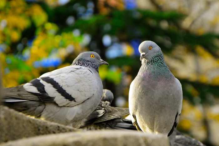 Come scacciare i piccioni dal balcone in modo naturale