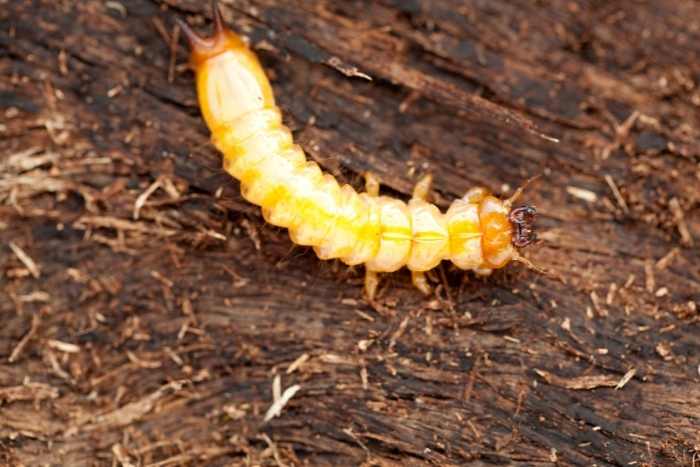 Disinfestazione tarli del legno: I trattamenti più efficaci