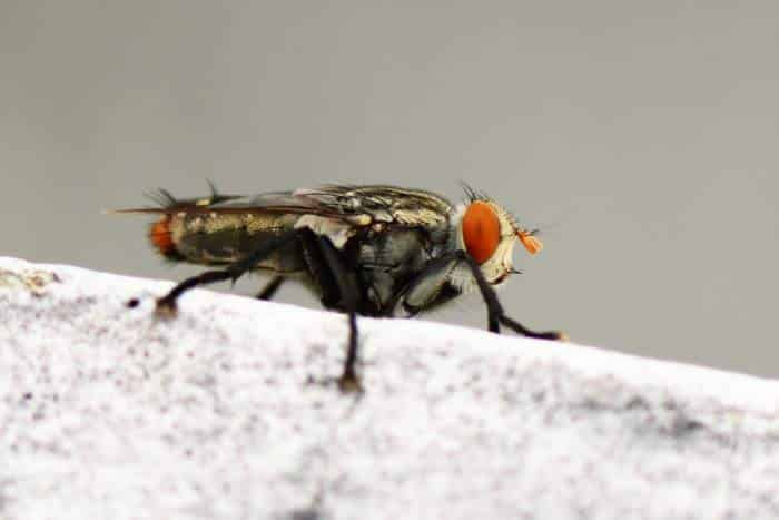 Come allontanare le mosche da casa: I migliori rimedi naturali