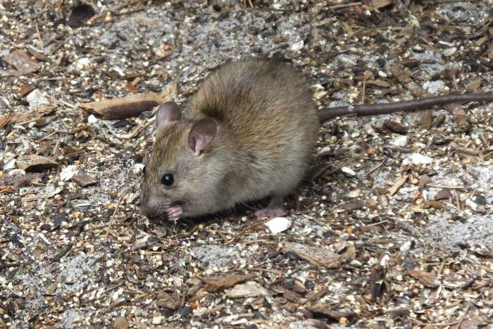 Le migliori trappole per topi e ratti