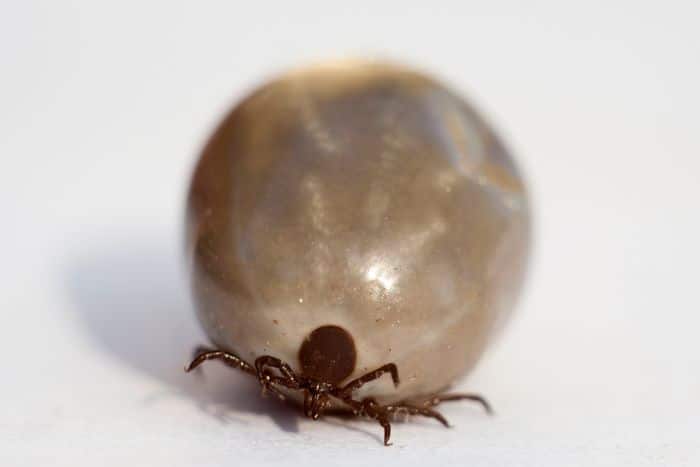 Zecche dei piccioni: Cosa sono e come liberarsene?