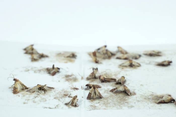 Disinfestazione Tarme alimentari e Tarme dei tessuti