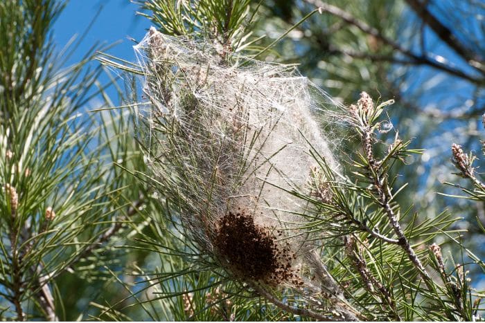 Perché le processionarie sono pericolose per il cane?
