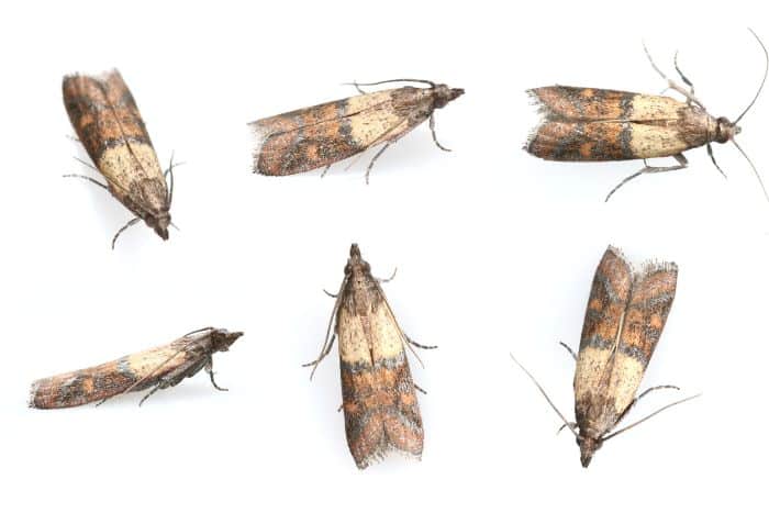 Disinfestazione Tarme alimentari e Tarme dei tessuti